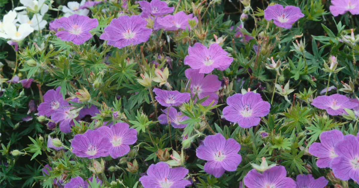 Geranium sanguineum 'Vision Violet', Blutroter Storchschnabel 'Vision ...