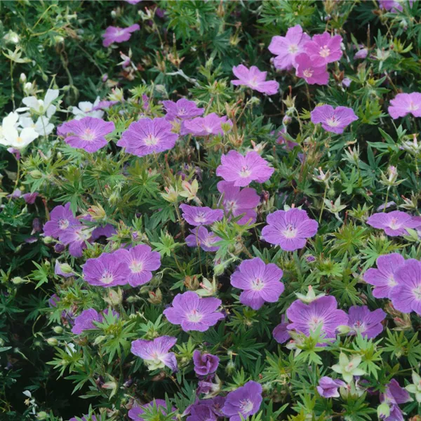 Geranium sanguineum 'Vision Violet', Blutroter Storchschnabel 'Vision ...