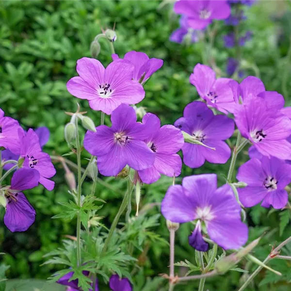 Geranium clarkei 'Kashmir Purple', Clarkes-Garten-Storchschnabel ...