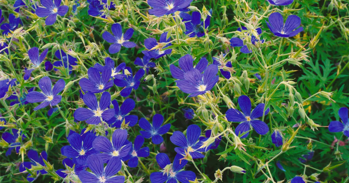Geranium collinum 'Nimbus', Garten-Storchschnabel 'Nimbus' - Baumschule Ley