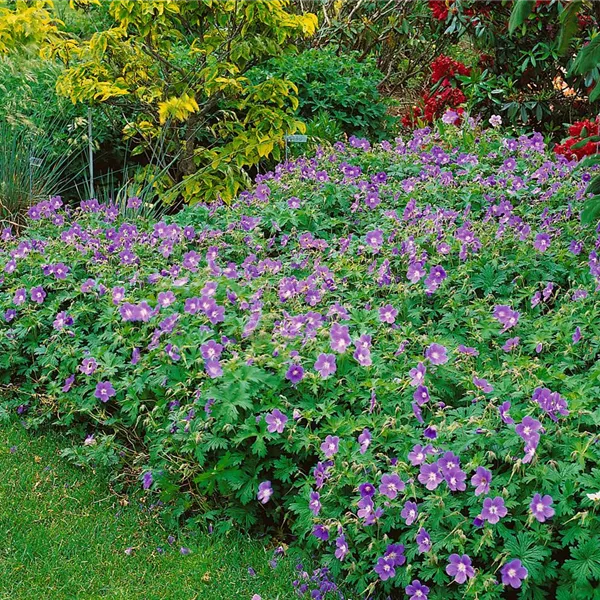 Geranium himalayense 'Irish Blue', Garten-Storchschnabel 'Irish Blue ...