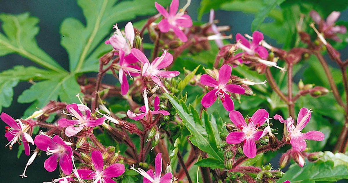 Geranium palmatum, Riesen-Storchschnabel - Baumschule Ley