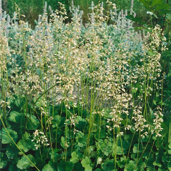 Heuchera sanguinea 'White Cloud', Garten-Purpurglöckchen 'White Cloud ...