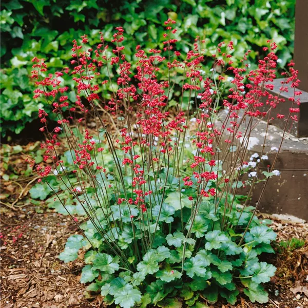 Heuchera X Brizoides