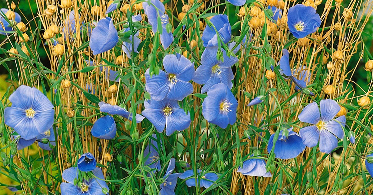 Linum perenne 'Nanum Saphir', Garten-Lein 'Nanum Saphir' - Baumschule Ley