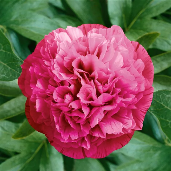 Paeonia officinalis 'Rosea Plena', Bauerngarten-Pfingstrose 'Rosea ...