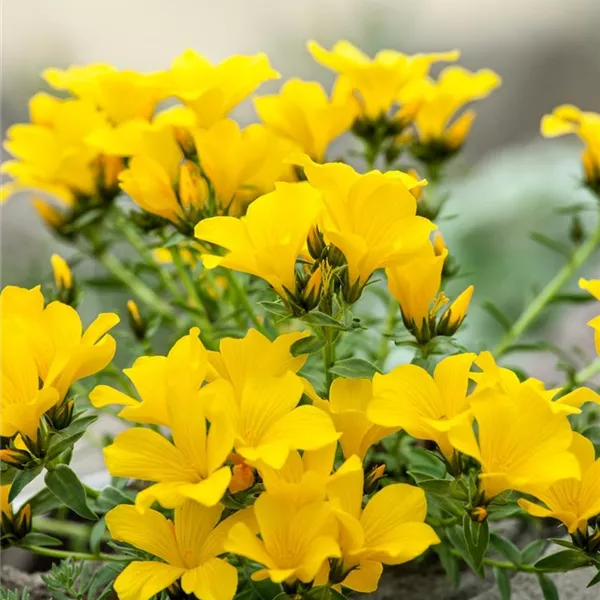 Linum capitatum, Kopfiger Lein - Baumschule Ley