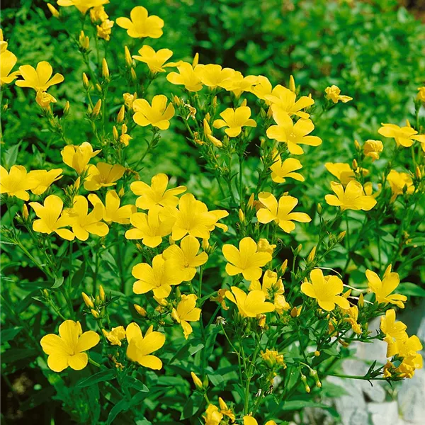 Linum flavum 'Compactum', Gelbblühender Garten-Lein 'Compactum ...