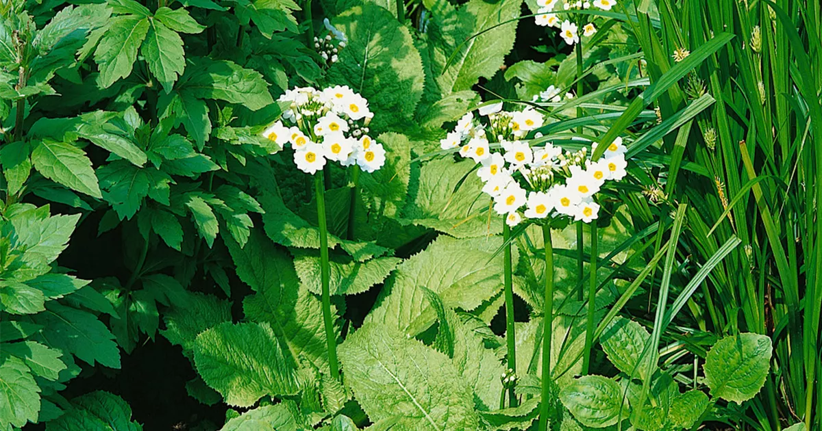 Primula japonica 'Alba', Garten-Etagen-Schlüsselblume 'Alba ...