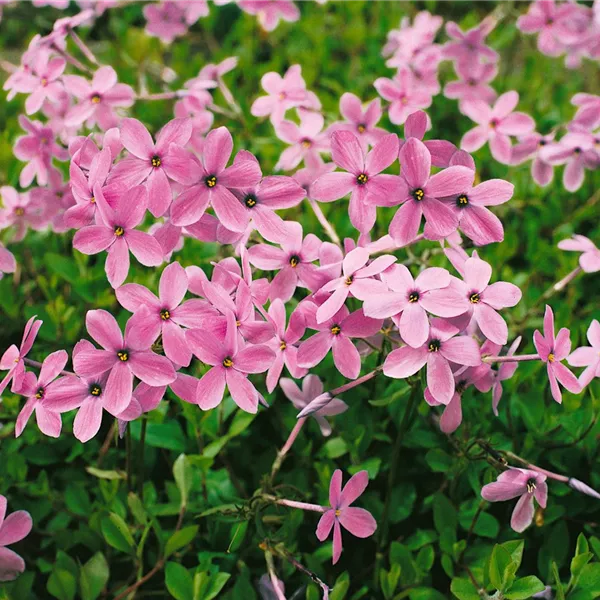 Phlox stolonifera, rosa, Wander-Phlox - Baumschule Ley