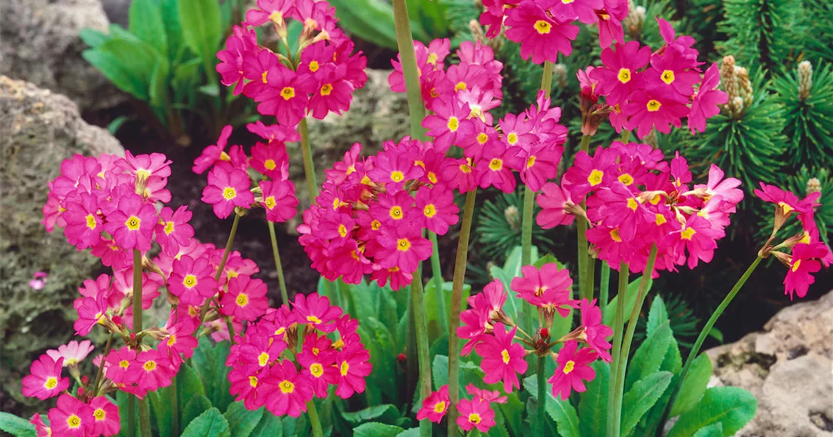 Primula rosea 'Gigas', Garten-Rosen-Schlüsselblume 'Gigas' - Baumschule Ley