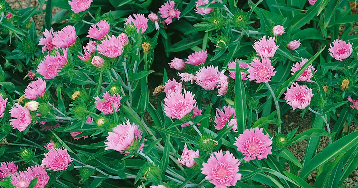 Stokesia laevis, rosa, Kornblumenaster - Baumschule Ley