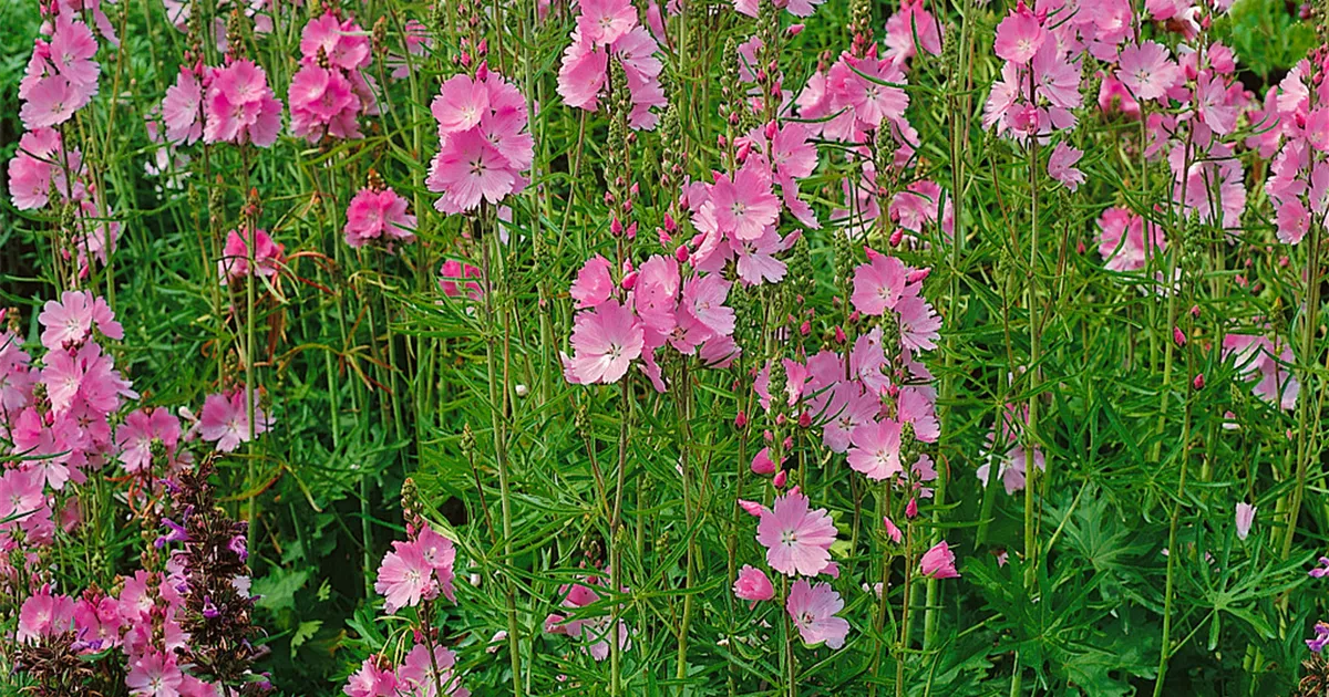 Sidalcea oregana, Garten-Präriemalve - Baumschule Ley