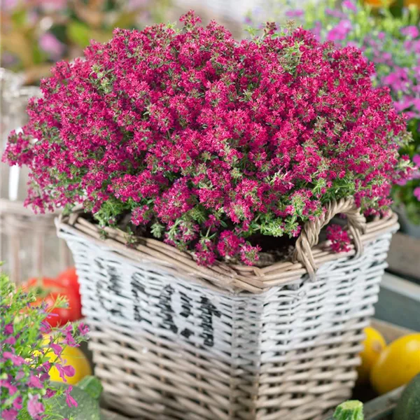 Thymus praecox, rot, Frühblühender Thymian - Baumschule Ley
