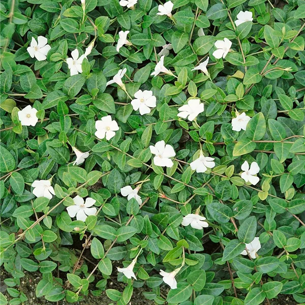 Vinca Minor Weiss