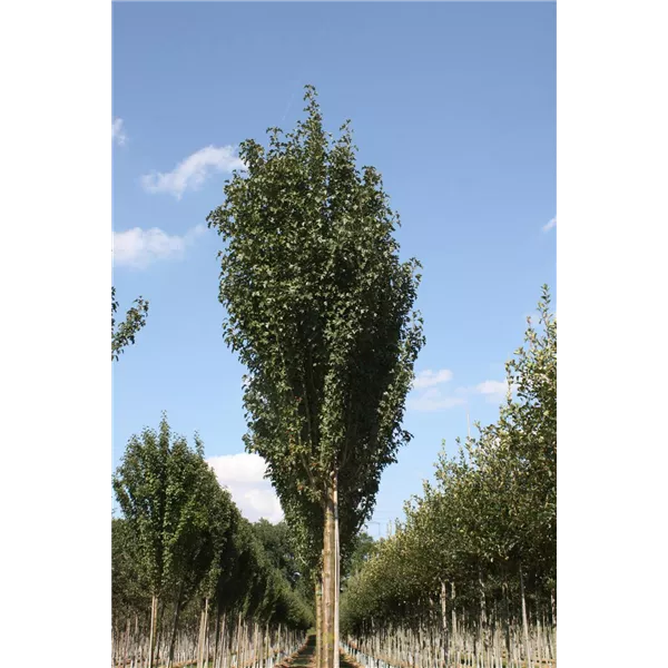 Crataegus monogyna 'Stricta' , Säulen-Weißdorn 'Stricta', Synonym ...
