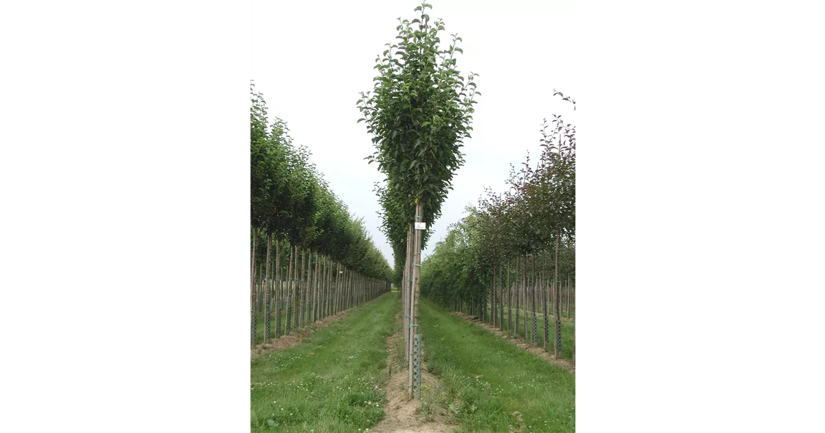 Malus 'Whitney' , Zierapfel 'Whitney' - Baumschule Ley