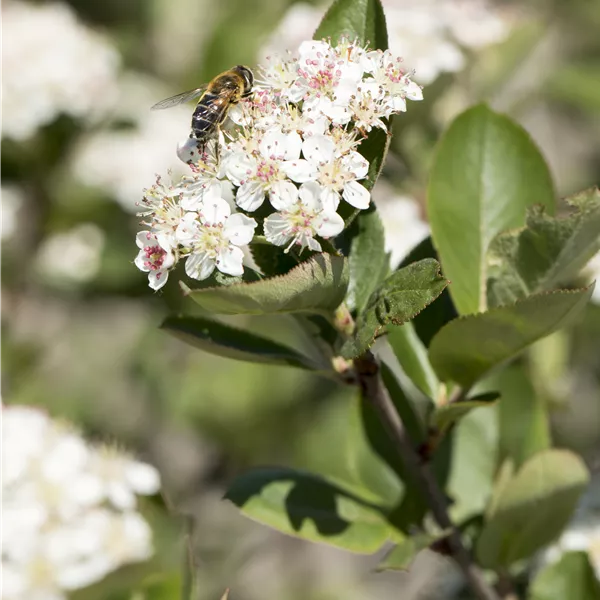 Aronia x prunifolia 'Nero', Apfelbeere 'Nero' - Baumschule Ley