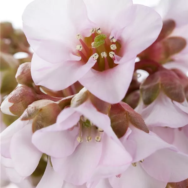 Bergenia cordifolia 'Spring Fling', Bergenie 'Spring Fling ...