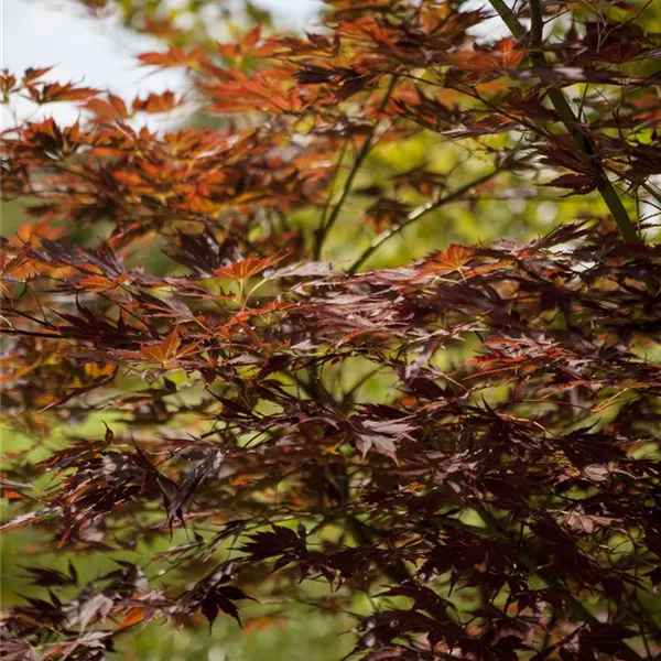 Acer, Ahorn - Baumschule Ley