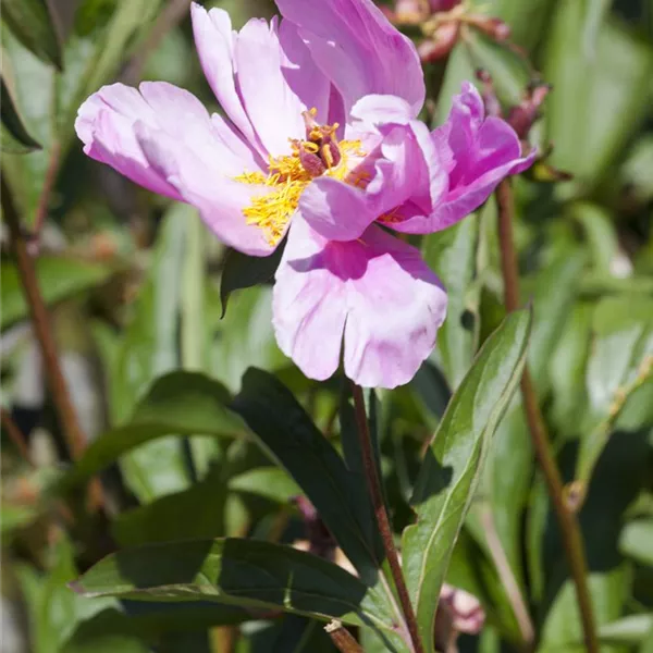 Paeonia officinalis, Bauerngarten-Pfingstrose - Baumschule Ley